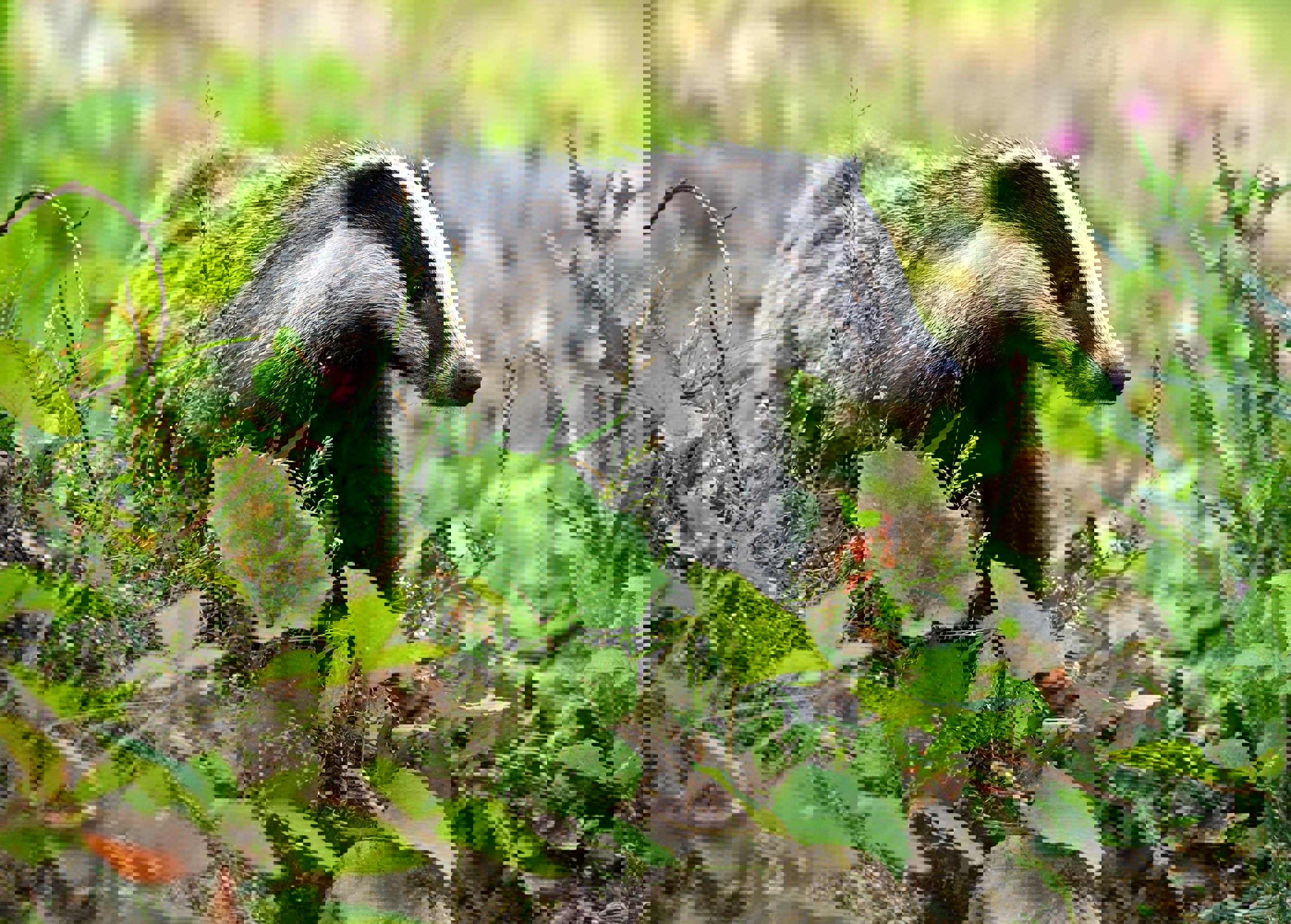 Mitigation & Management | Ecology Solutions