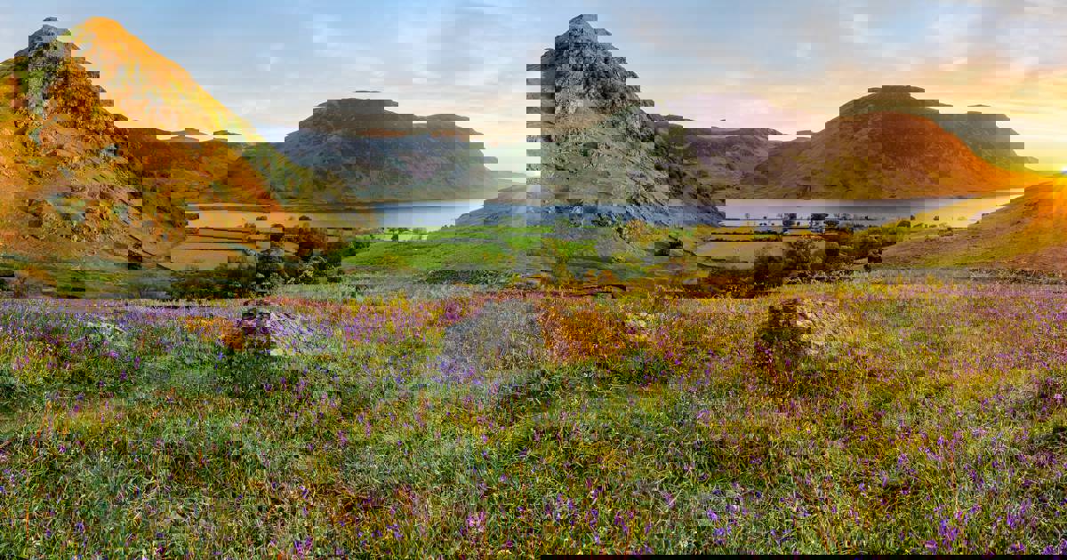 Invasive Weed Control | Ecology Solutions